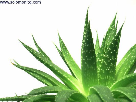 Top Quality 10:1 aloe vera extract powder,Aloe barbadensis Miller, Aloe vera L.