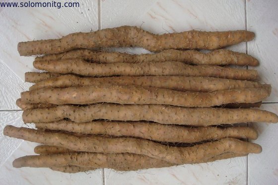 ISO certificated wild yam extract diosgenin -Dioscorea opposita Thunb.
