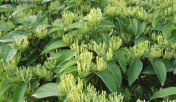 manufacture supply ashwagandha powder,ayurveda ashwagandha-Withania Somnifera L.