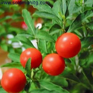brown powder ashwagandha root extract, ashwagandha powder-Withania Somnifera L.