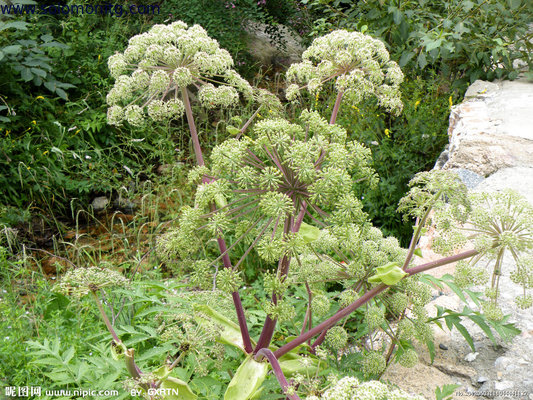 Top quality pure natural angelica root extract 10:1 --Angelica Sinensis(Oliv.)Diels