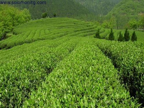 top quality 100% pure natural tea polyphenol-- Gamelliasinensis O. Ktze