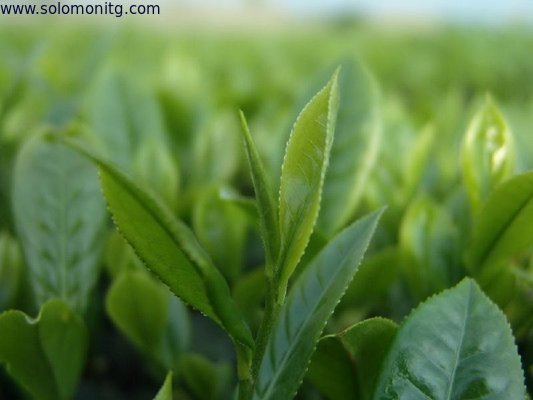 top quality 100% pure natural tea polyphenol-- Gamelliasinensis O. Ktze