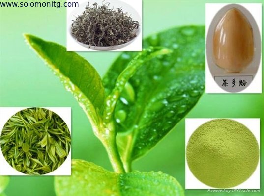 top quality 100% pure natural tea polyphenol-- Gamelliasinensis O. Ktze