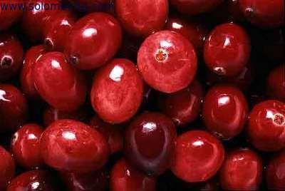 cranberry fruit extract free sample Anthocyanidins 25% UV --Vaccinium Macrocarpon L