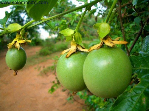 new product: Passionflower Extract, passiflora incarnata extract -- Passiflora incarnata L.