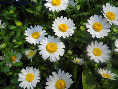 0.8%-1.2% Feverfew Extract parthenolide powder 13 years factory supply feverfew extract
