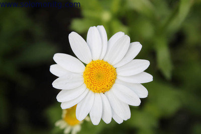 0.8%-1.2% Feverfew Extract parthenolide powder 13 years factory supply feverfew extract