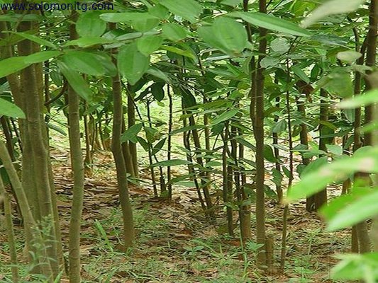 High quality Cassia bark extract , cinnamon bark extract powder/5%- 30% Polyphenols