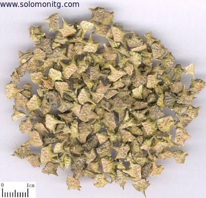 Saponins 40%, 60% tribulus terrestis extract -Tribulus terrestris L.