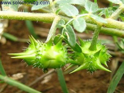 Saponins 40%, 60% tribulus terrestis extract -Tribulus terrestris L.
