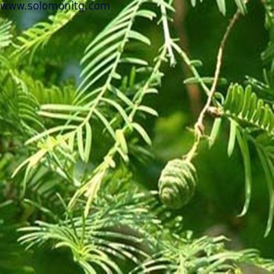 high quality fructus tribulus terrestris p.e Saponins -- Tribulus terrestris L.