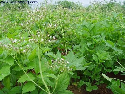 valerian root extract valeric acid dark brown fine powder- Valeriana officinalis