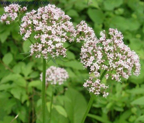 valerian root extract valeric acid dark brown fine powder- Valeriana officinalis