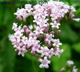 valerian root extract valeric acid dark brown fine powder- Valeriana officinalis