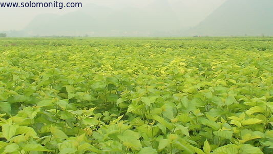 Supply-Mulberry Leaf Extract/Mulberry Leaf Extract 1-DNJ/Mulberry Leaf Extract Powder