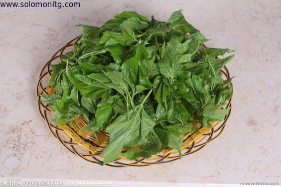 Supply-Mulberry Leaf Extract/Mulberry Leaf Extract 1-DNJ/Mulberry Leaf Extract Powder