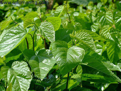 Supply-Mulberry Leaf Extract/Mulberry Leaf Extract 1-DNJ/Mulberry Leaf Extract Powder