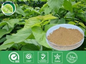 Supply-Mulberry Leaf Extract/Mulberry Leaf Extract 1-DNJ/Mulberry Leaf Extract Powder