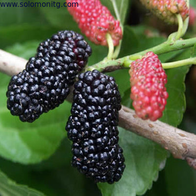 GMP Certified Manufacturer Supply Mulberry Fruit Extract Powder China supplier mulberry fruit powder -- Morus alba L.