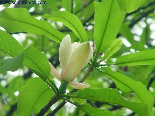 high quality magnolia bark extract powder --Magnolia officinalis Rehd.et Wils.