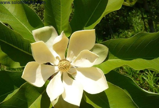 high quality magnolia bark extract powder --Magnolia officinalis Rehd.et Wils.
