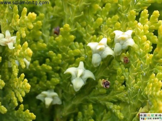 Factory Supply Boswellia Extract25% Powder frankincense extract powder