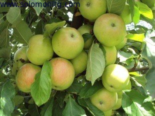 green apple extract powder with China manufacturer,top Quality Apple Juice Powder --Malus pumila Mill