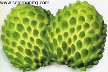 High Quality 100% pure natural 10:1 soursop leaves extract-Annona Muricata L.