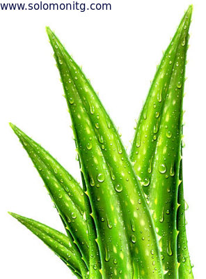 Manufacturer Supply Aloe Powder With Best Price Aloe Vera Extract With 20% Aloin