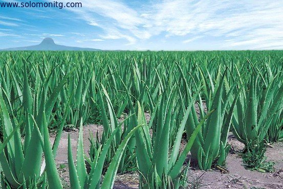 High quality Aloe Vera Extract/Aloe Vera Extract powder/price of aloe vera leaf