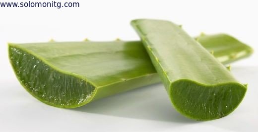 High quality Aloe Vera Extract/Aloe Vera Extract powder/price of aloe vera leaf