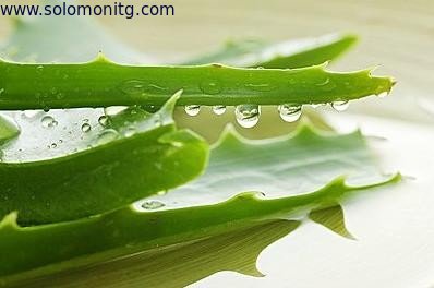 Certificated ISO Manufacturer Natural Bulk powdered Aloe Vera Gel for pharm application
