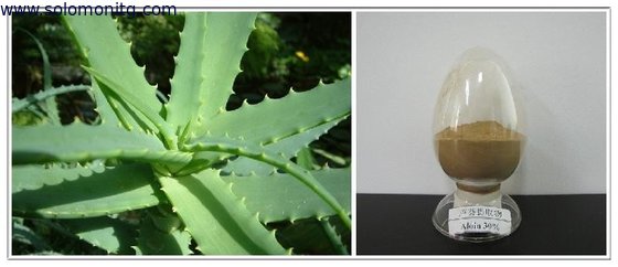 Certificated ISO Manufacturer Natural Bulk powdered Aloe Vera Gel for pharm application