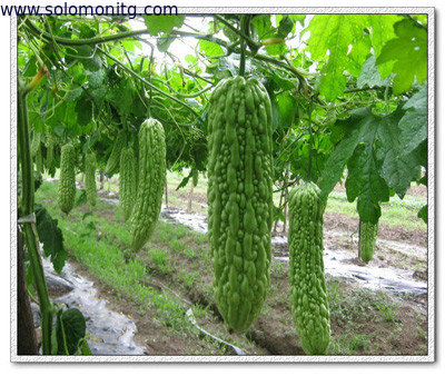 10% to 40% Sapnions/1%-10% Charantin of bitter melon extract Momordica charantia Linn.GMO free