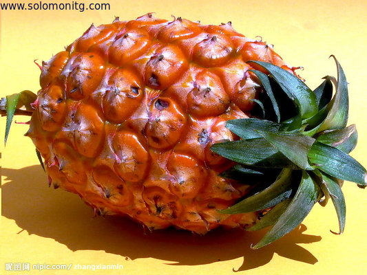 80-2400GDU Bromelain powder：Pure Natural Pineapple Enzyme Brolemain--Ananas Sativus