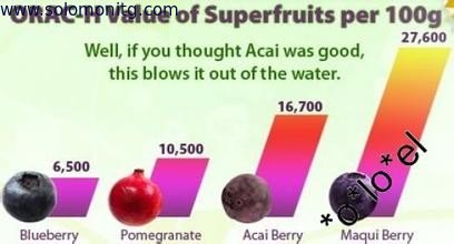 Top Quality 100% Pure Maqui Berry Extract--Aristotelia chilensis