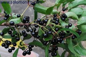 Top Quality 100% Pure Maqui Berry Extract--Aristotelia chilensis