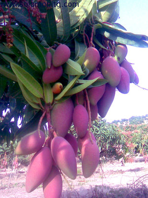 For beverage instant mango powder drink factory price for juice producing