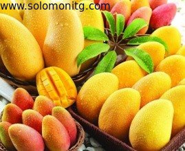 For beverage instant mango powder drink factory price for juice producing