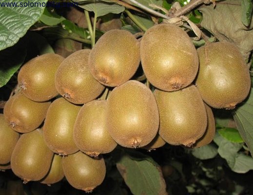 Fresh Kiwi Fruit Fd Powder, Kiwi Juice Powder, Kiwi Flavor Fd Powder