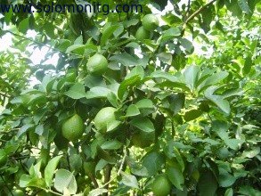 instant lemon tea powder, lemon flavor powder, lemon juice powder for healthcare ingredients product