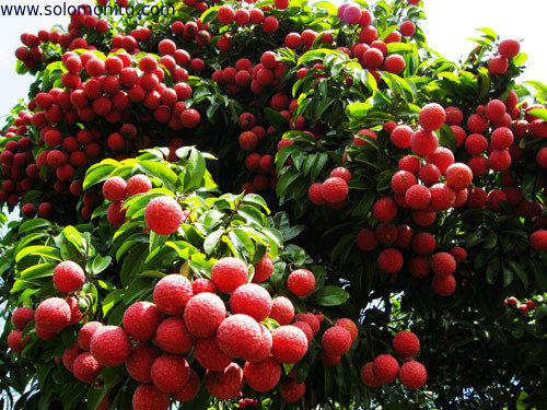 Pure natural litchi powder/water soluble litchi fruit powder/best price lichee
