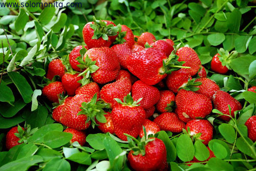high quality spray dried strawberry powder/For beverage strawberry fruit powder