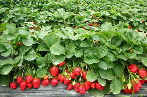 high quality spray dried strawberry powder/For beverage strawberry fruit powder