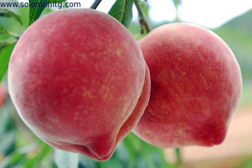 fruit powder fruit juice powder china supplier-factory price juicy peach flavor powder