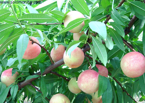 FD Peach Fruit Powder, FD Peach Juice Powder, FD Peach Flavor Powder