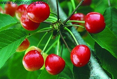 Pure Natural Cherry Extract/Pure Natural Acerola Cherry Extract