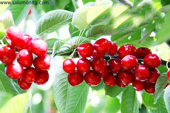 Pure Natural Cherry Extract/Pure Natural Acerola Cherry Extract