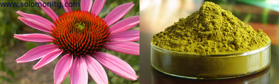 pure natural Echinacea extract with 4%-8% Polyphenols/echinacea extract echinacea